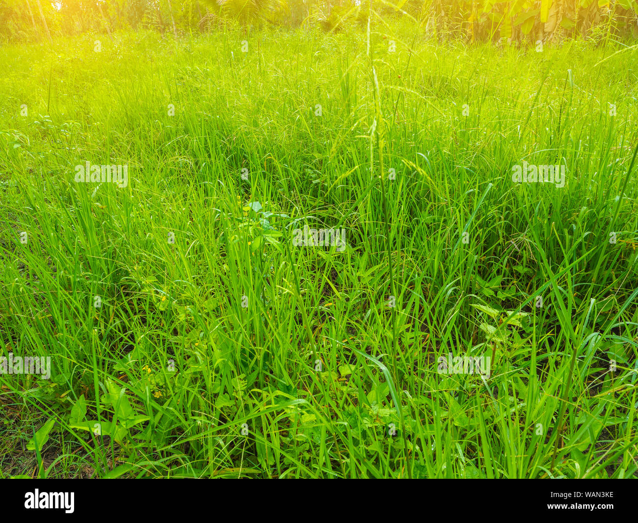 Natural green background with selective focus. The green lawn in the ...