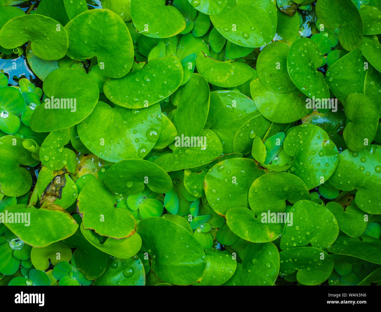 the green water plants for background Stock Photo - Alamy