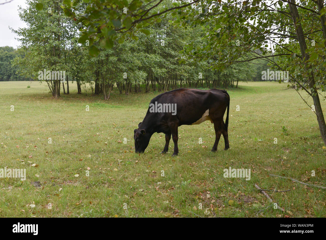 Cow in meadow. Rural composition. Cows grazing in the meadow. A series ...