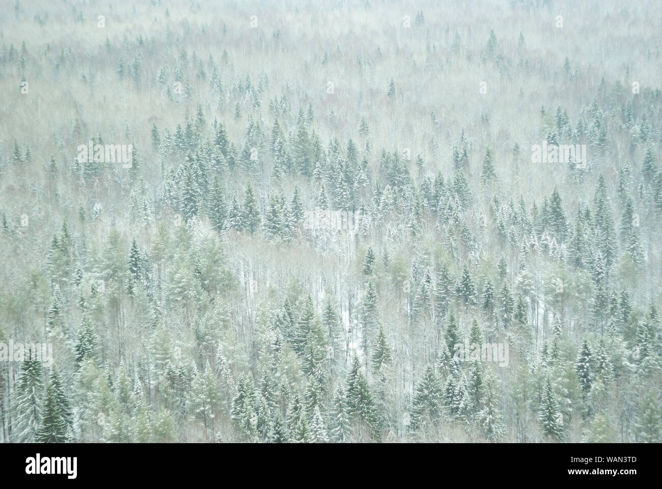 background, landscape - snowy winter forest, taiga, top view Stock ...