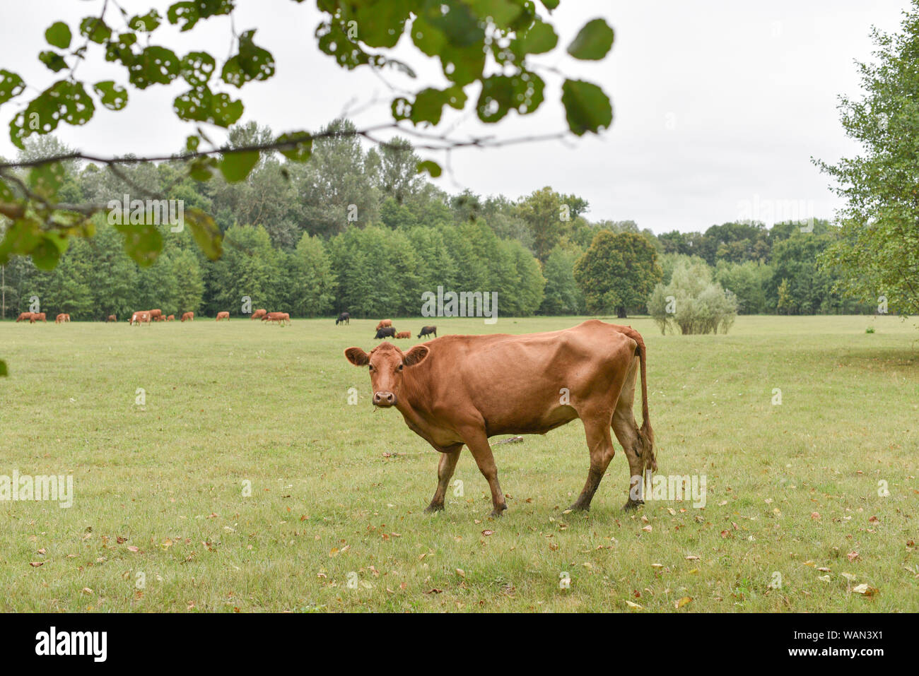 Cow in meadow. Rural composition. Cows grazing in the meadow. A series ...