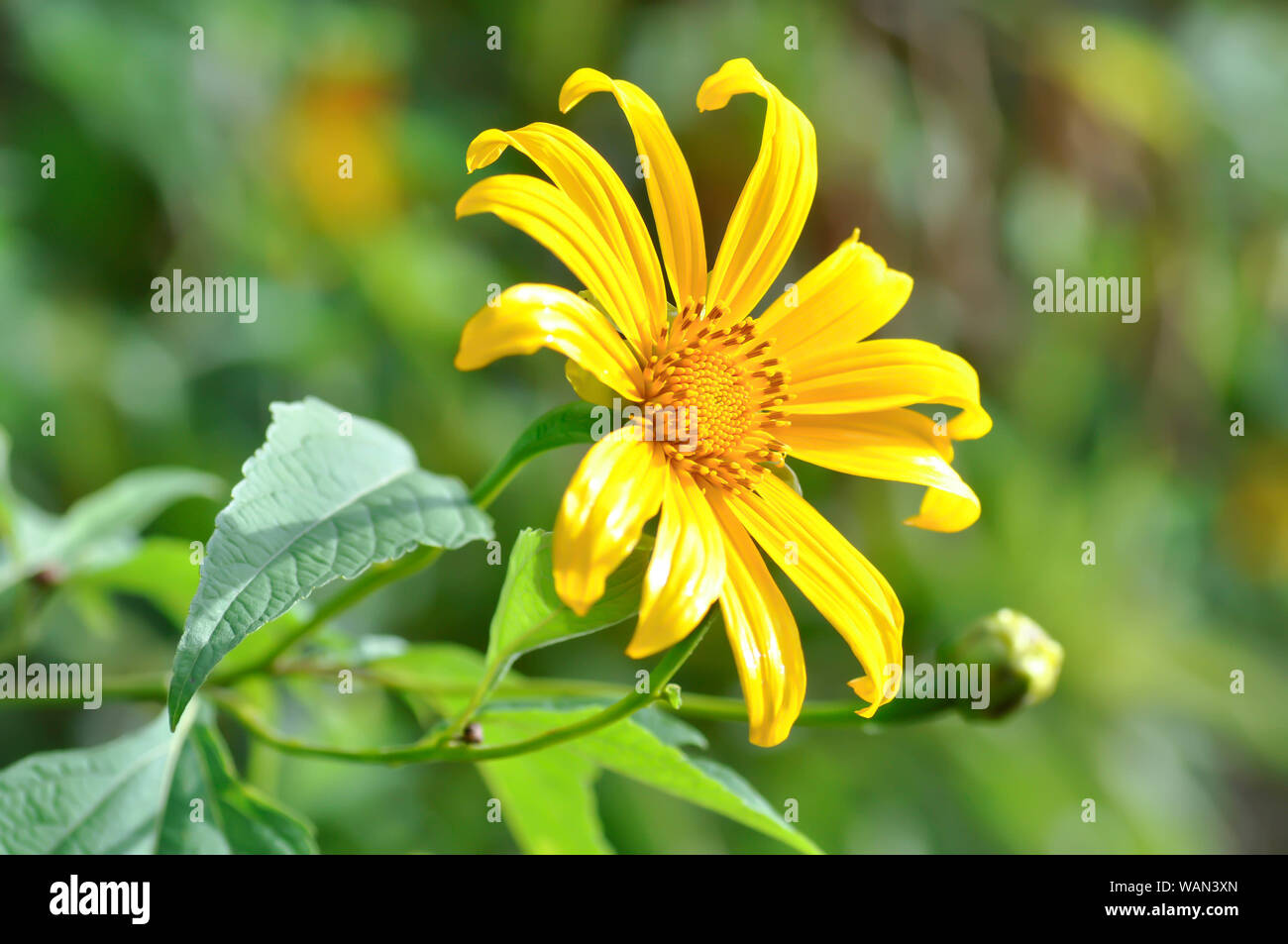 Mexican sunflower or Mexican sunflower weed, Tithonia diversifolia ...