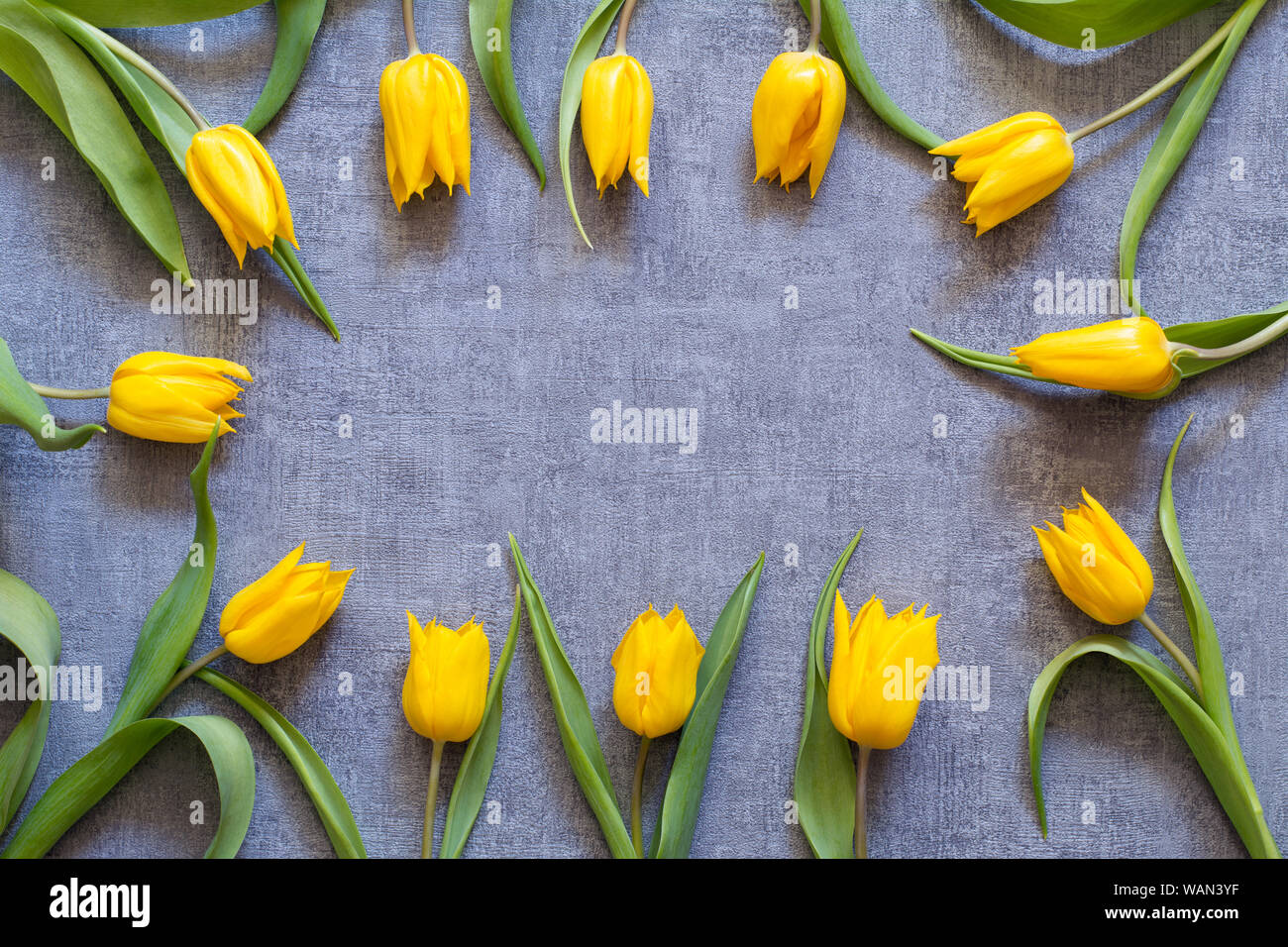 Spring border with a circle of yellow tulips on grey background Stock ...
