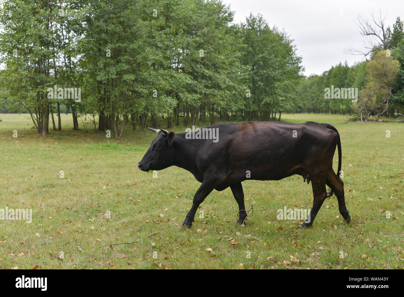 Cow in meadow. Rural composition. Cows grazing in the meadow. A series ...