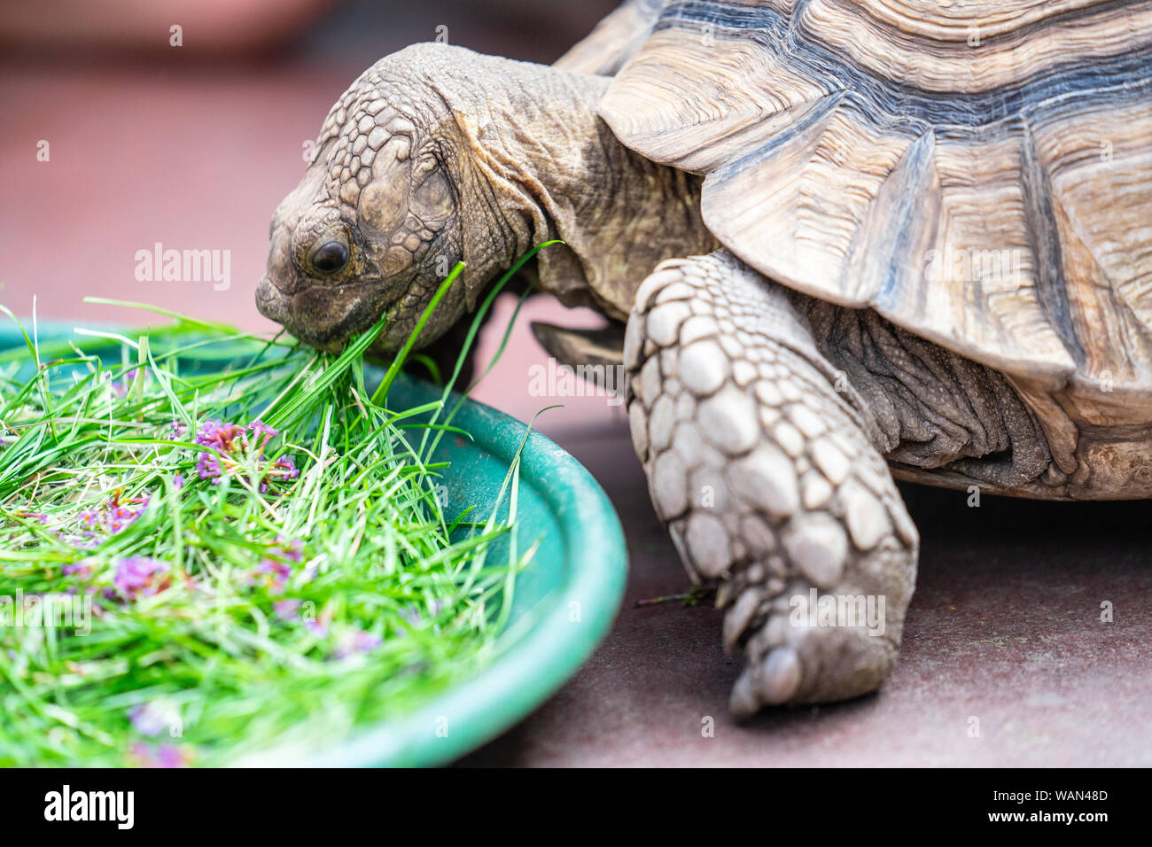 Kids feeding turtle in EDINBURGH BUTTERFLY and INSECT WORLD.Selected ...