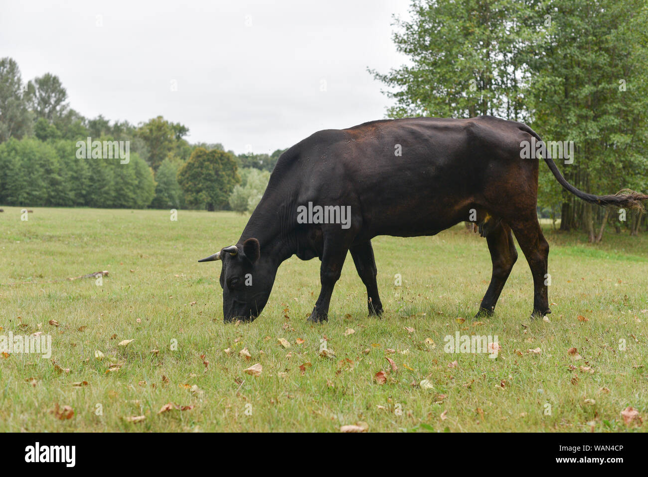 Cow in meadow. Rural composition. Cows grazing in the meadow. A series ...