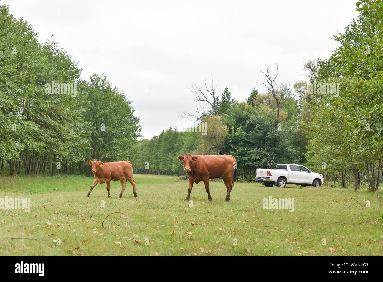 Cow in meadow. Rural composition. Cows grazing in the meadow. A series ...