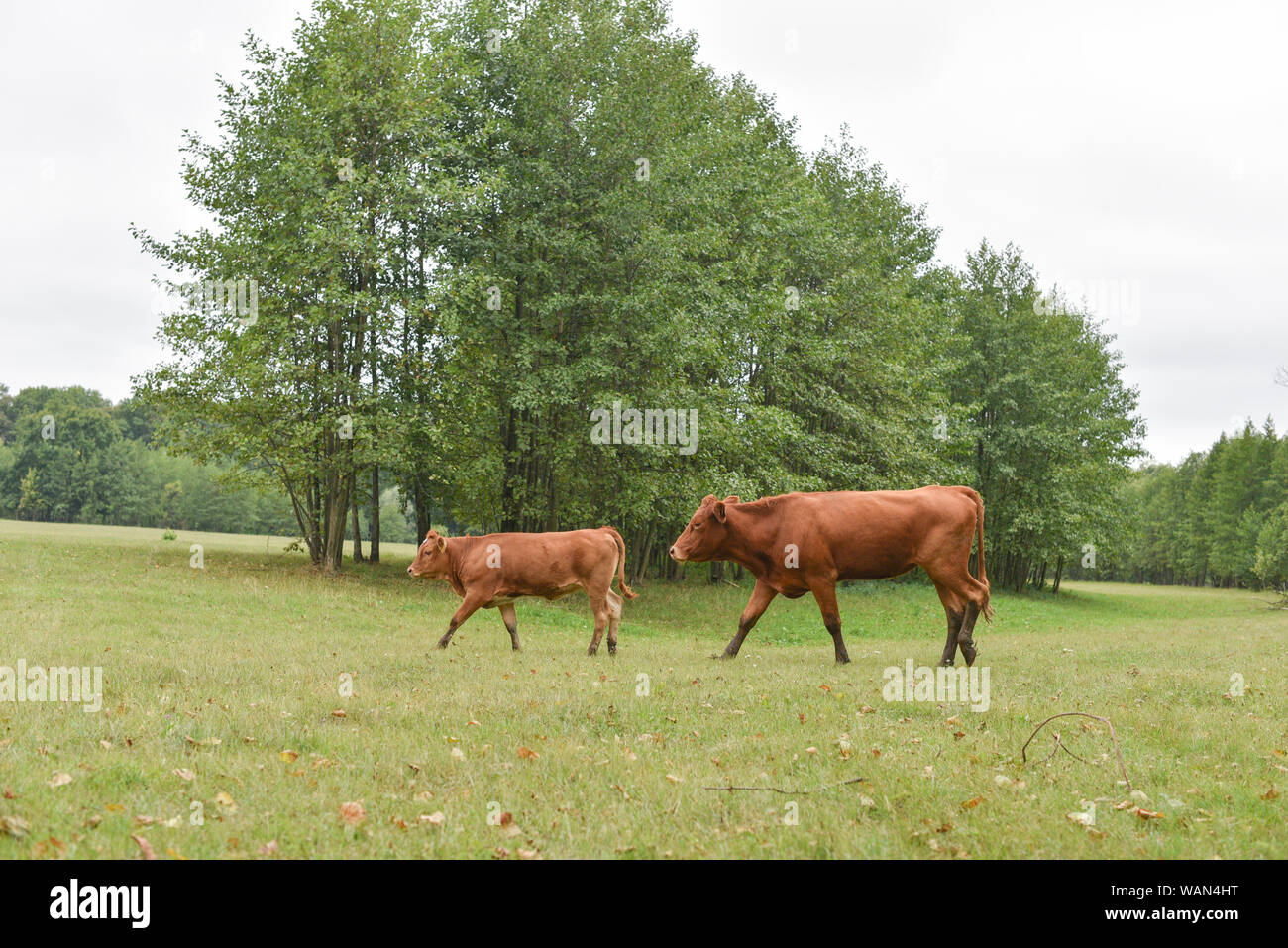 Cow in meadow. Rural composition. Cows grazing in the meadow. A series ...