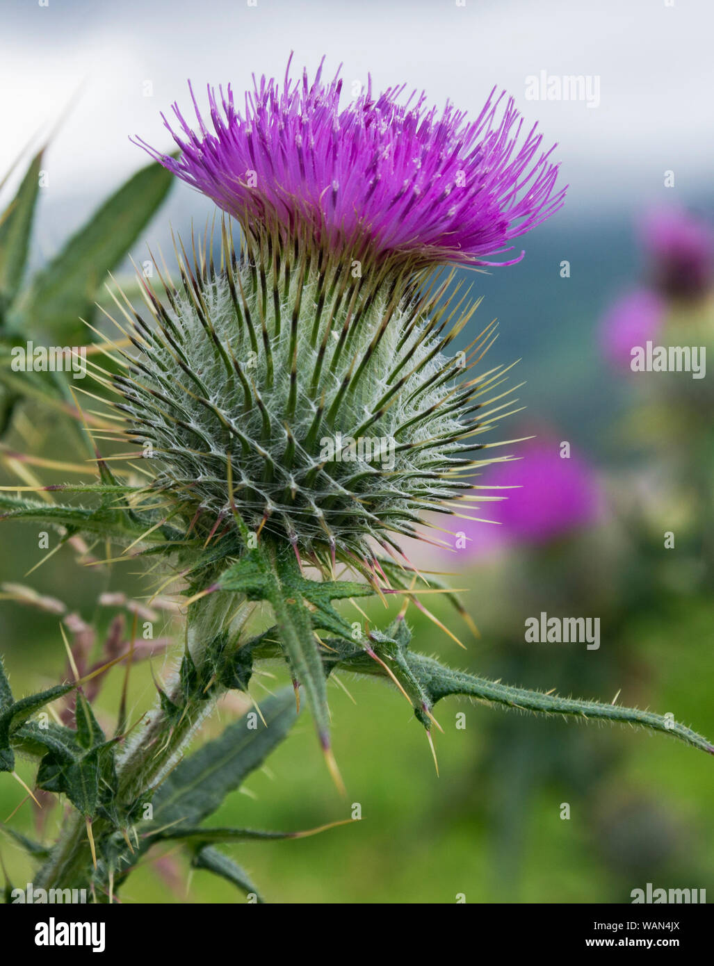 Distel schottland hi-res stock photography and images - Alamy
