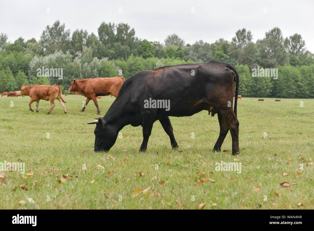Cow in meadow. Rural composition. Cows grazing in the meadow. A series ...