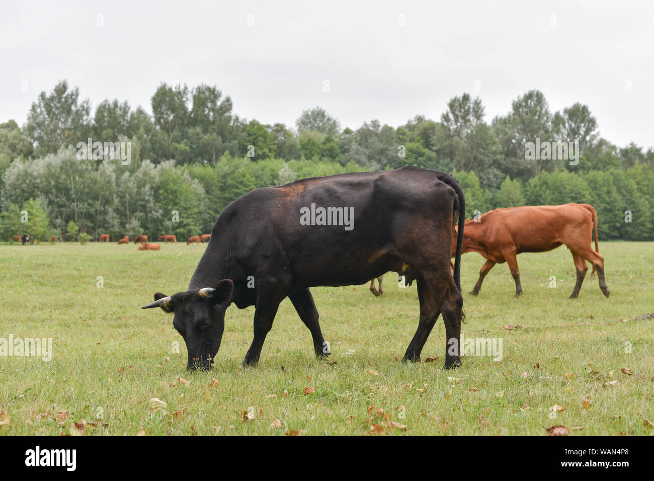 Cow in meadow. Rural composition. Cows grazing in the meadow. A series ...