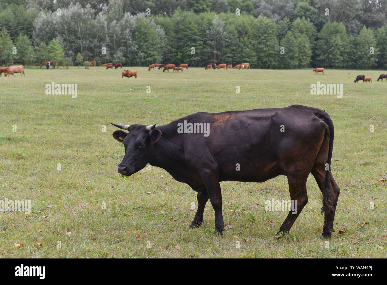 Cow in meadow. Rural composition. Cows grazing in the meadow. A series ...