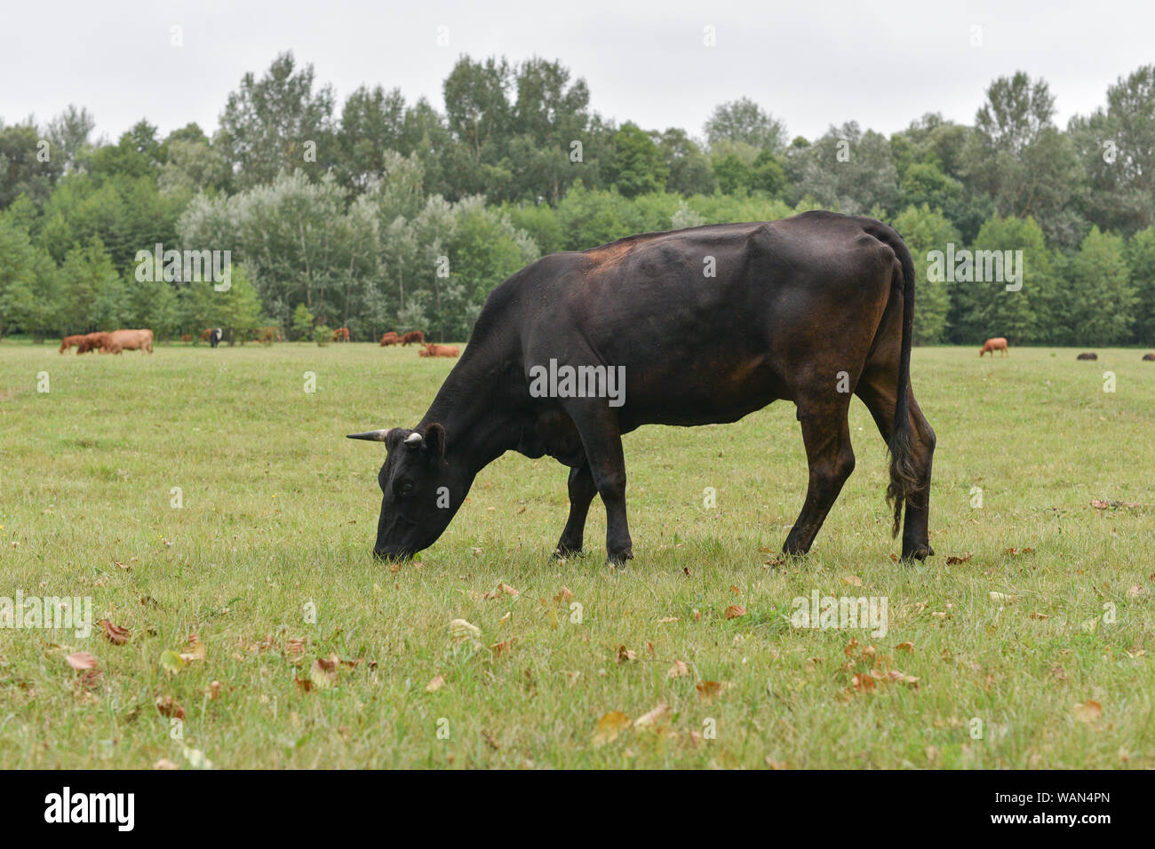 Cow in meadow. Rural composition. Cows grazing in the meadow. A series ...