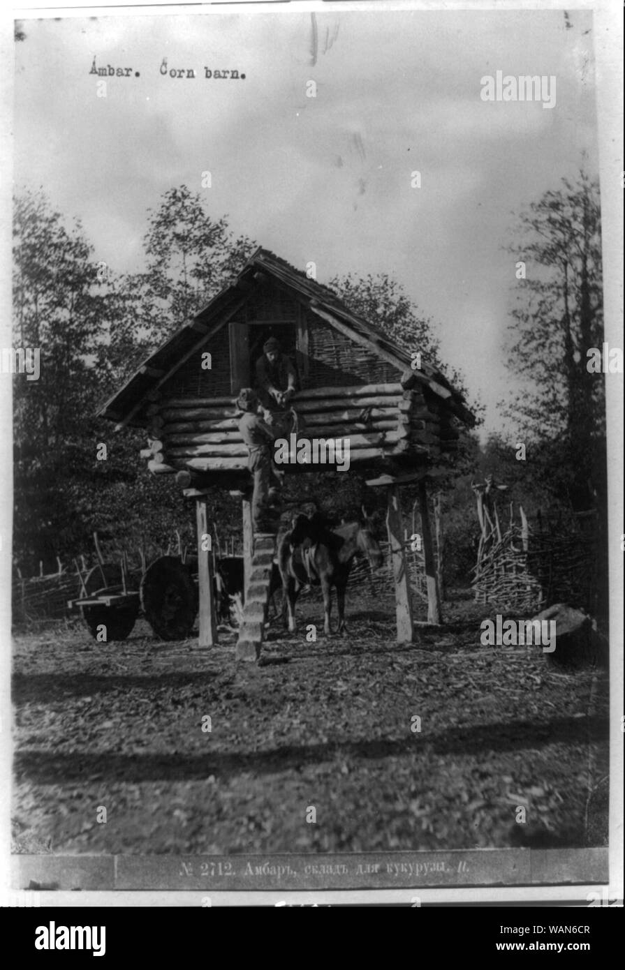Corn to harvested Black and White Stock Photos & Images - Alamy