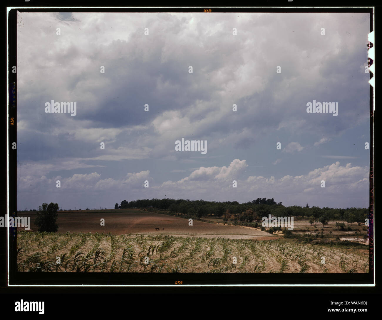 Georgia corn field hi-res stock photography and images - Alamy