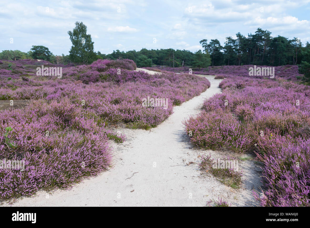 sandy path through heather landscape near utrecht in the netherlands ...