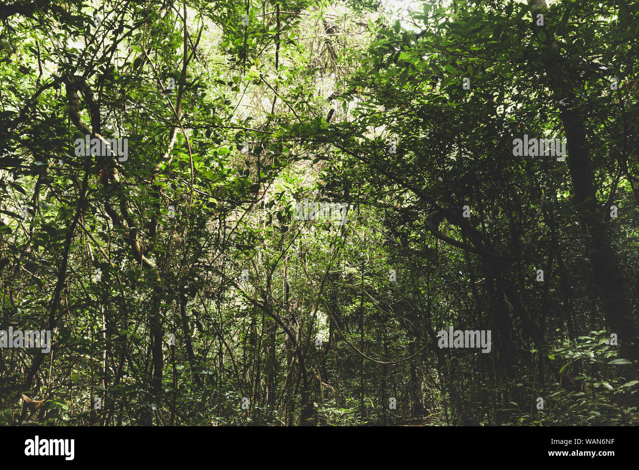 Evergreen tropical forest trees good environment concept Stock Photo ...