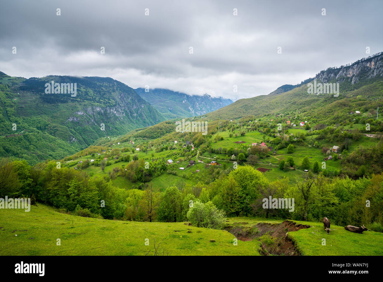 Montenegro, Green forested tara canyon nature landscape with some cows ...