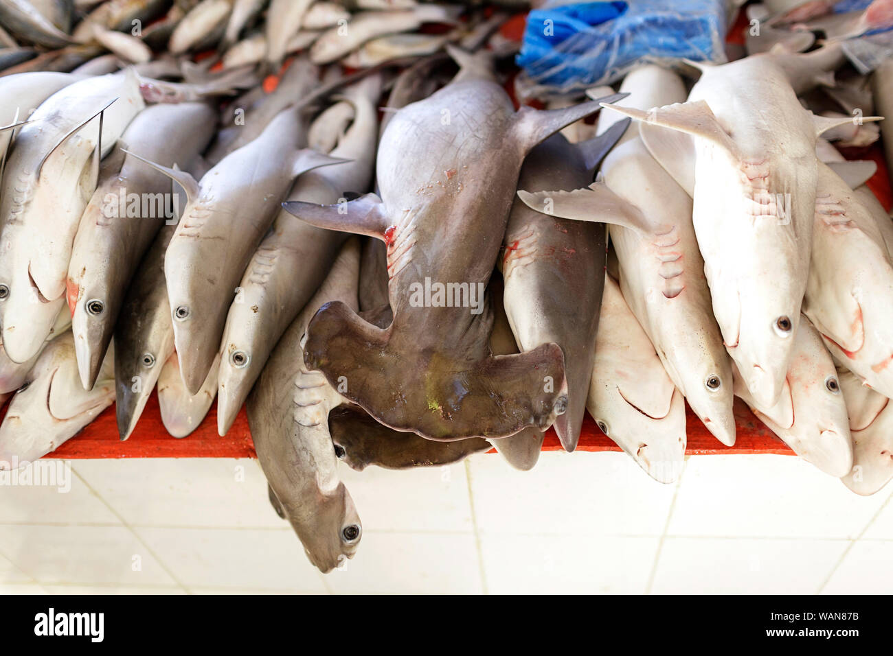 Sharks on display at Fish market in Sinaw, Oman Stock Photo - Alamy