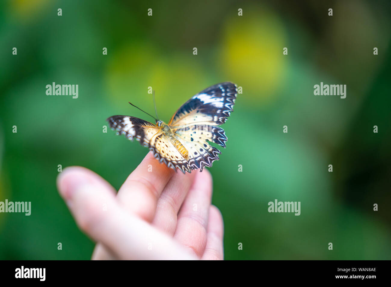 Tropical colorful butterflies in EDINBURGH BUTTERFLY and INSECT WORLD ...