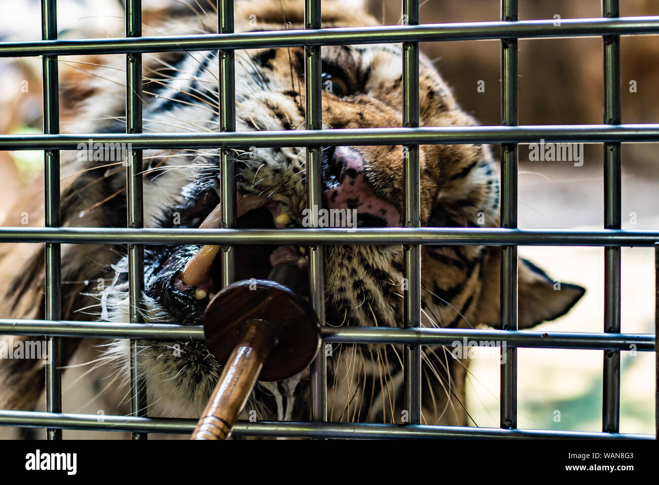 Tiger Cage High Resolution Stock Photography and Images - Alamy