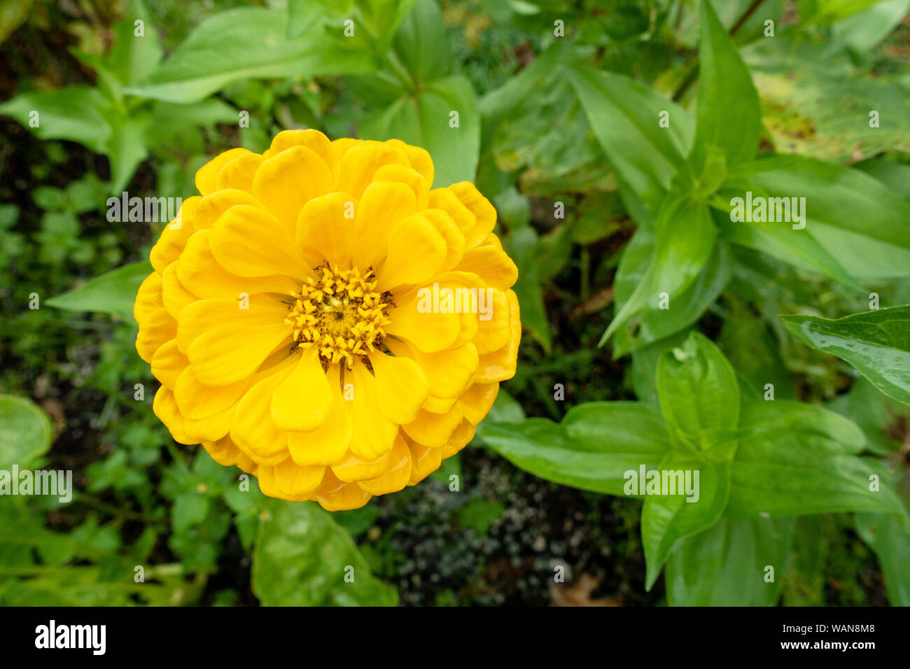 Zinnia flowering in summer hi-res stock photography and images - Alamy