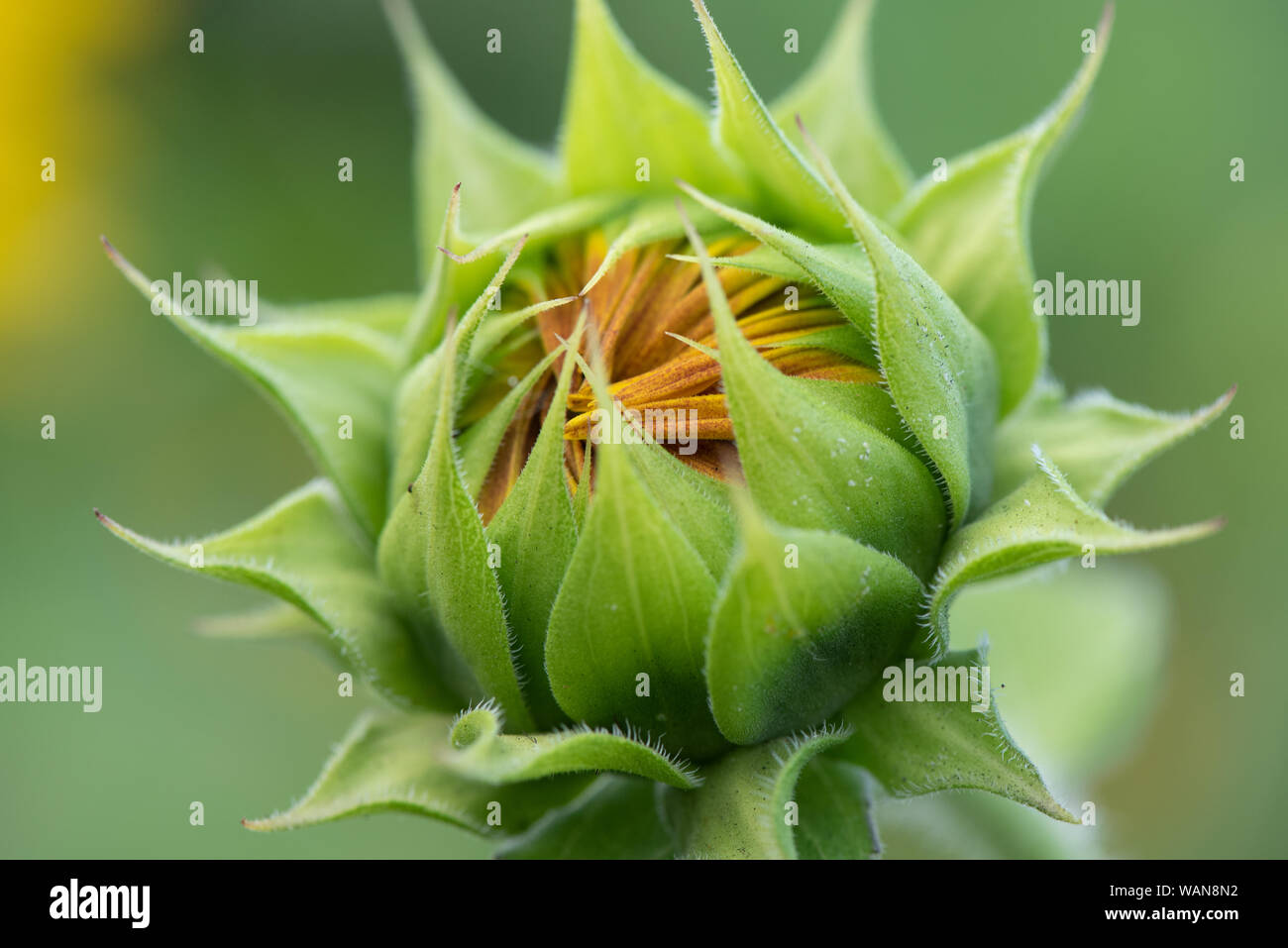 Blooming edge hi-res stock photography and images - Alamy