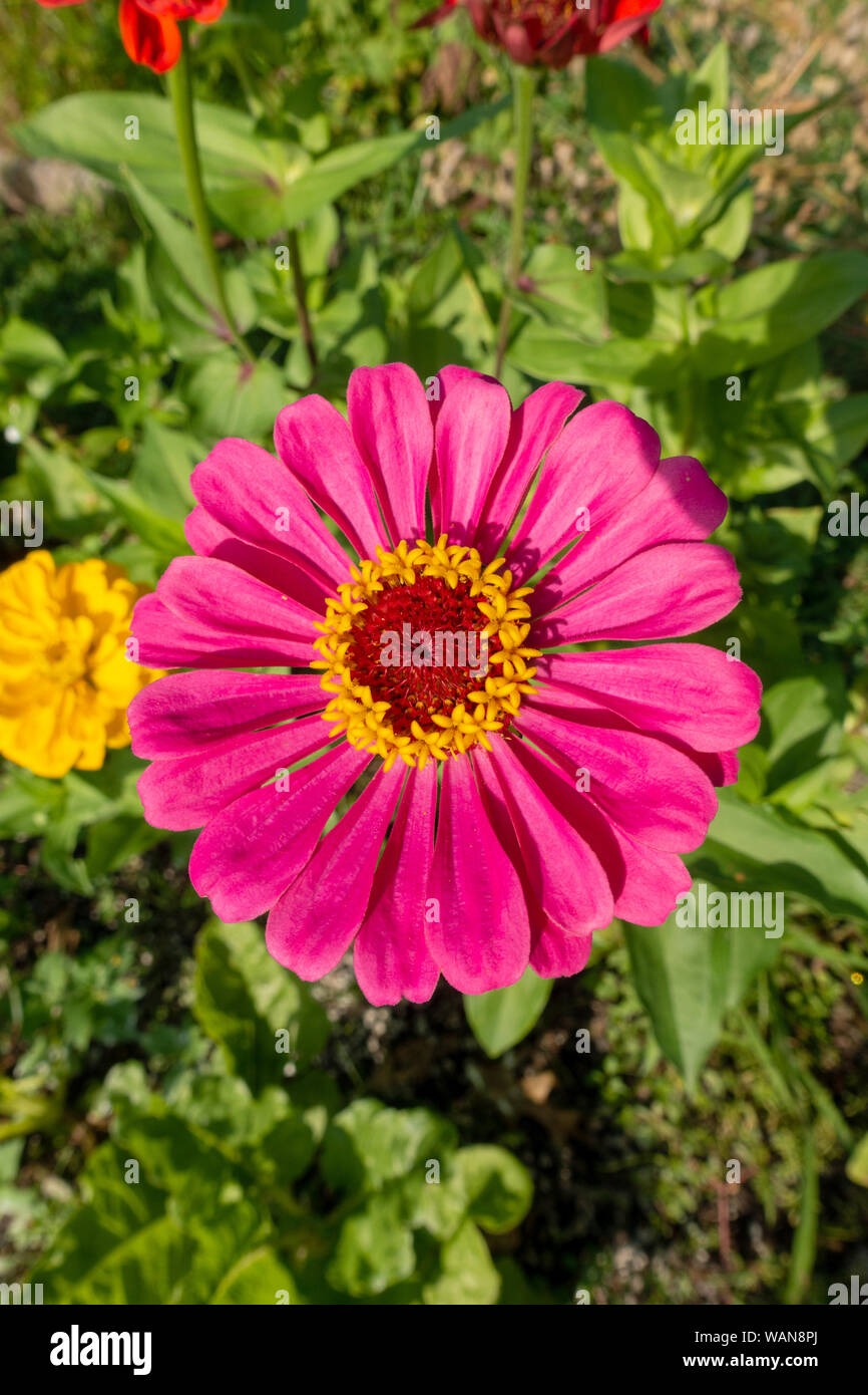 Giant california zinnia hi-res stock photography and images - Alamy