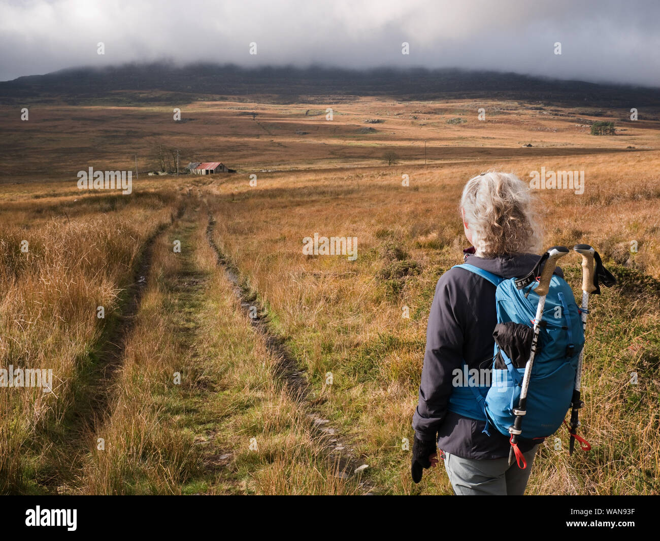 Female hiker on track to old farmstead, Wern-fach, on the Crawcwellt ...