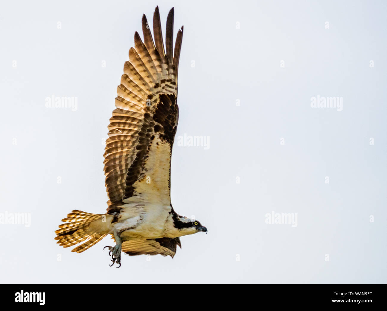 Adult osprey in flight Stock Photo - Alamy
