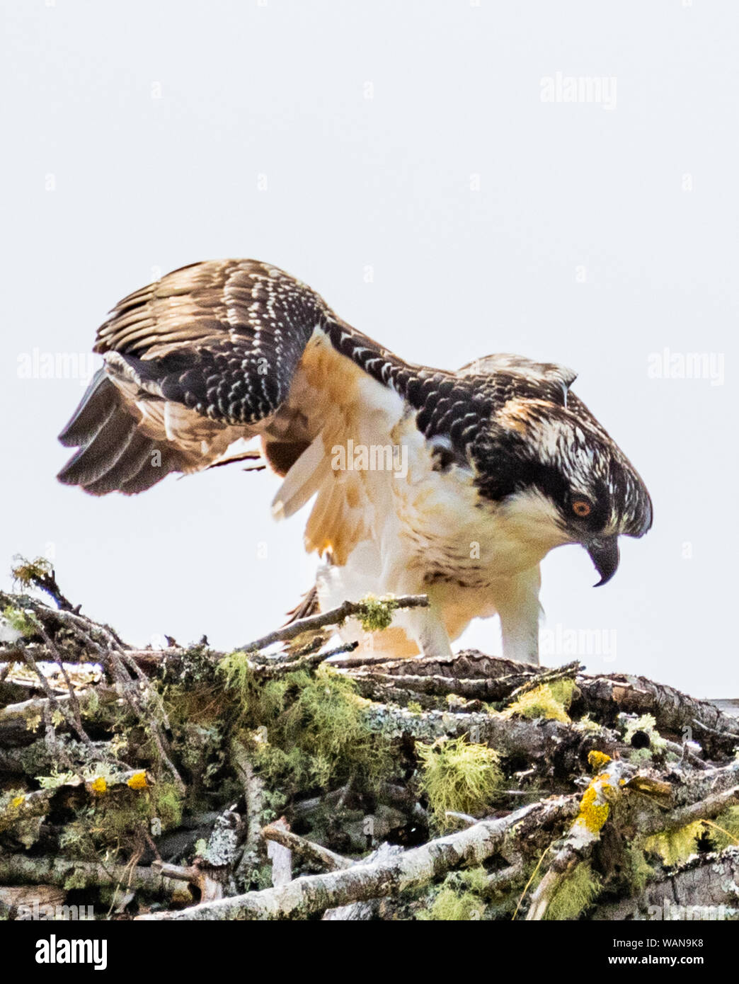 Juvenile osprey hi-res stock photography and images - Alamy
