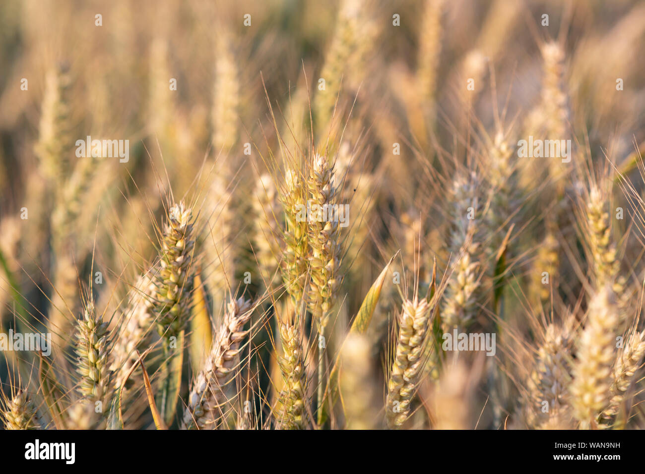 Wheat field at sunset. Organic agricultural background Stock Photo - Alamy