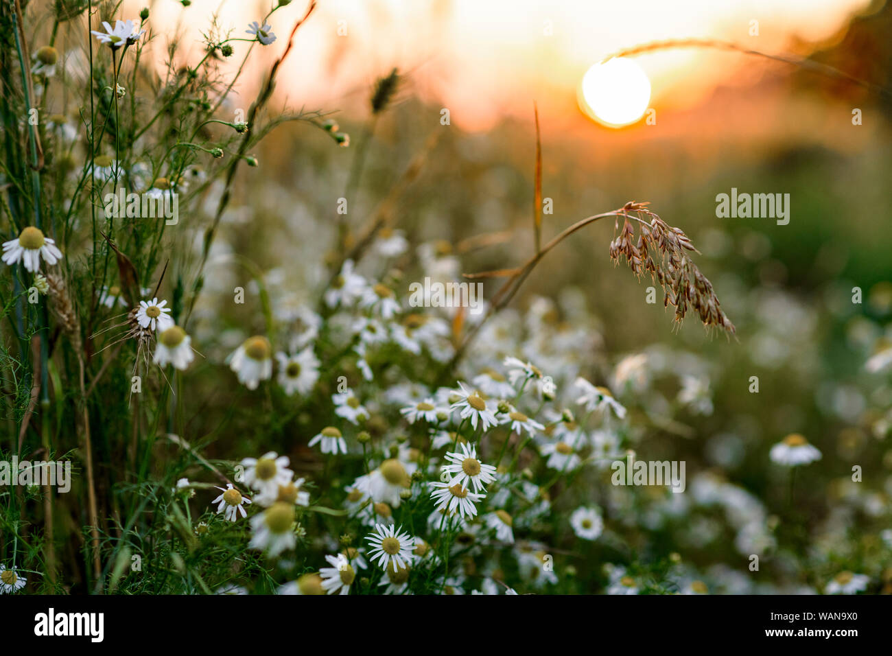 Beautiful wild flowers at sunset. Grass meadow in Oxfordshire ...