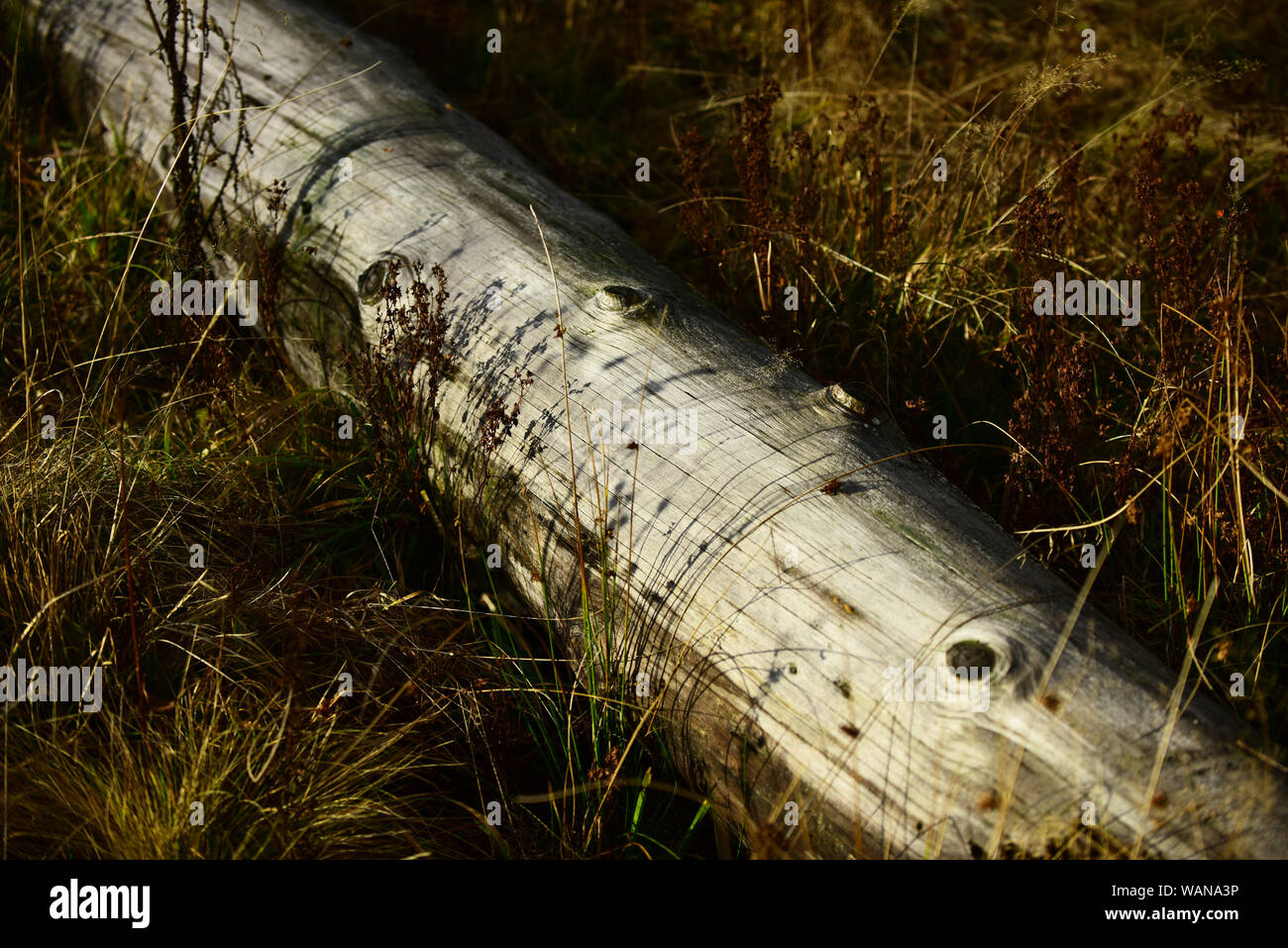 Log lies in dry grass and is illuminated by sun Stock Photo - Alamy