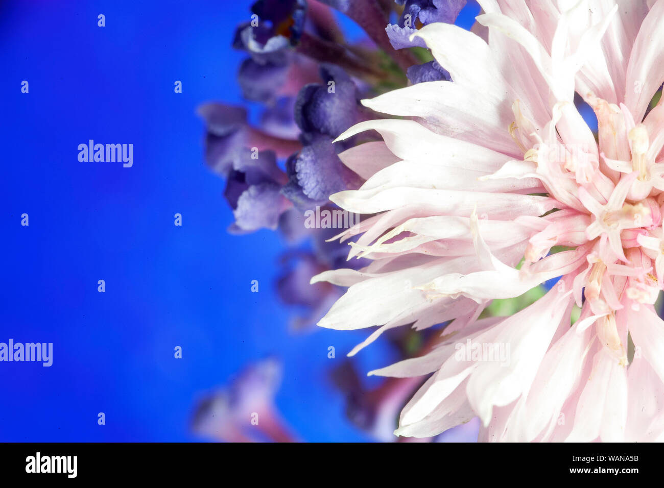 Smooth wild rose hi-res stock photography and images - Alamy