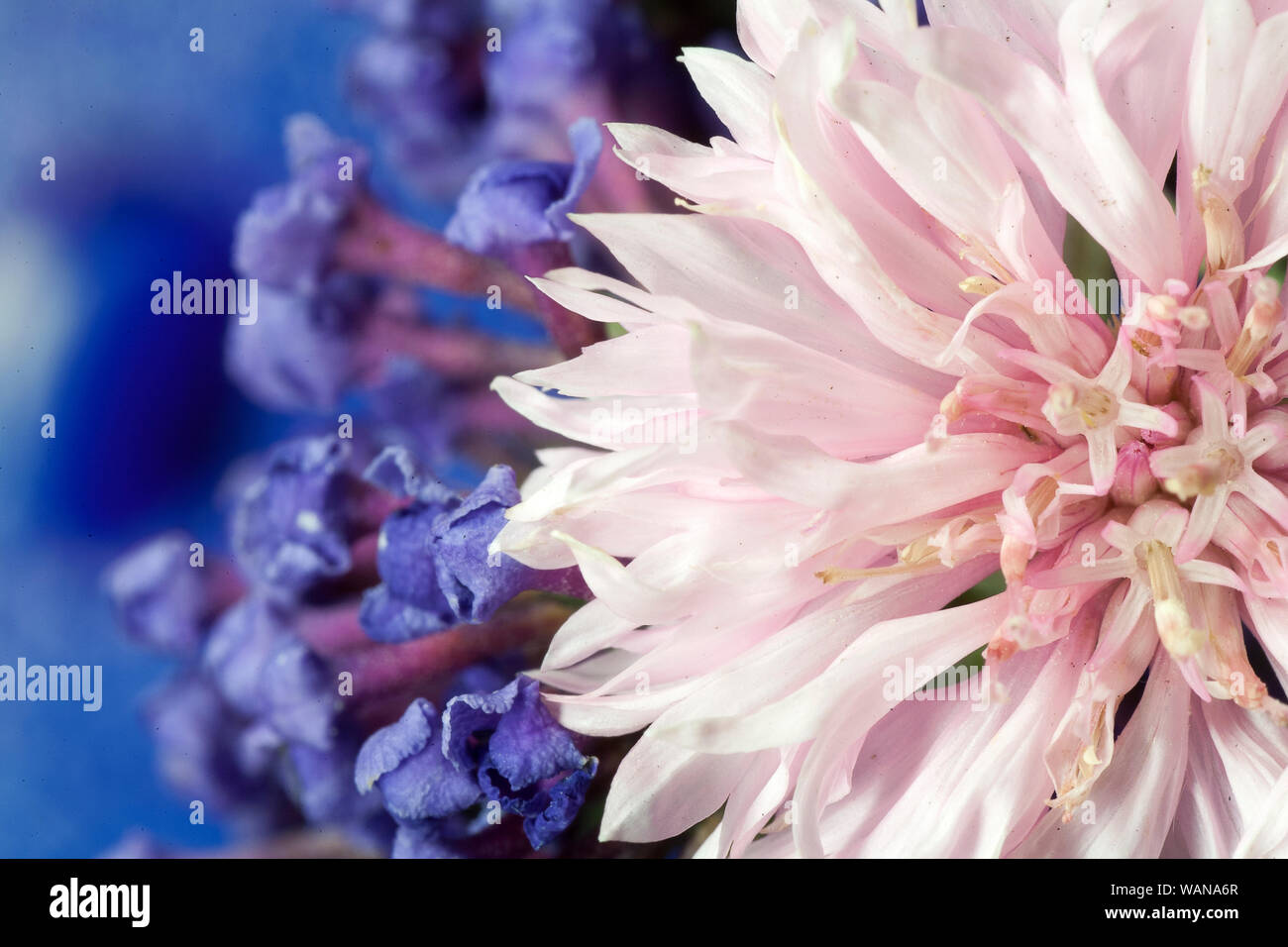 Smooth wild rose hi-res stock photography and images - Alamy
