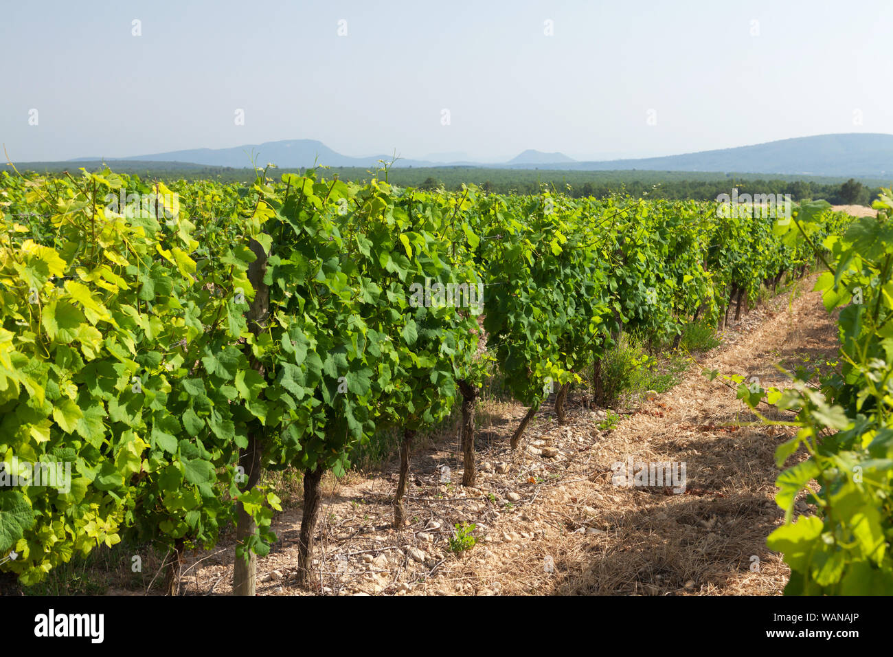 Landscape of vineyard. French countryside valley Stock Photo - Alamy