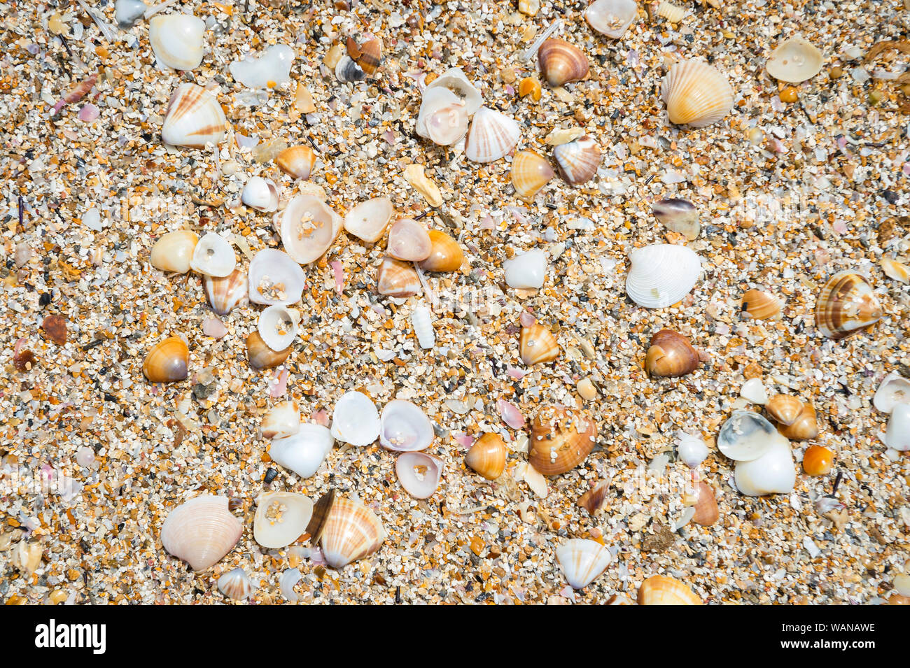 Abstract natural background of textured pile of seashells in full frame ...