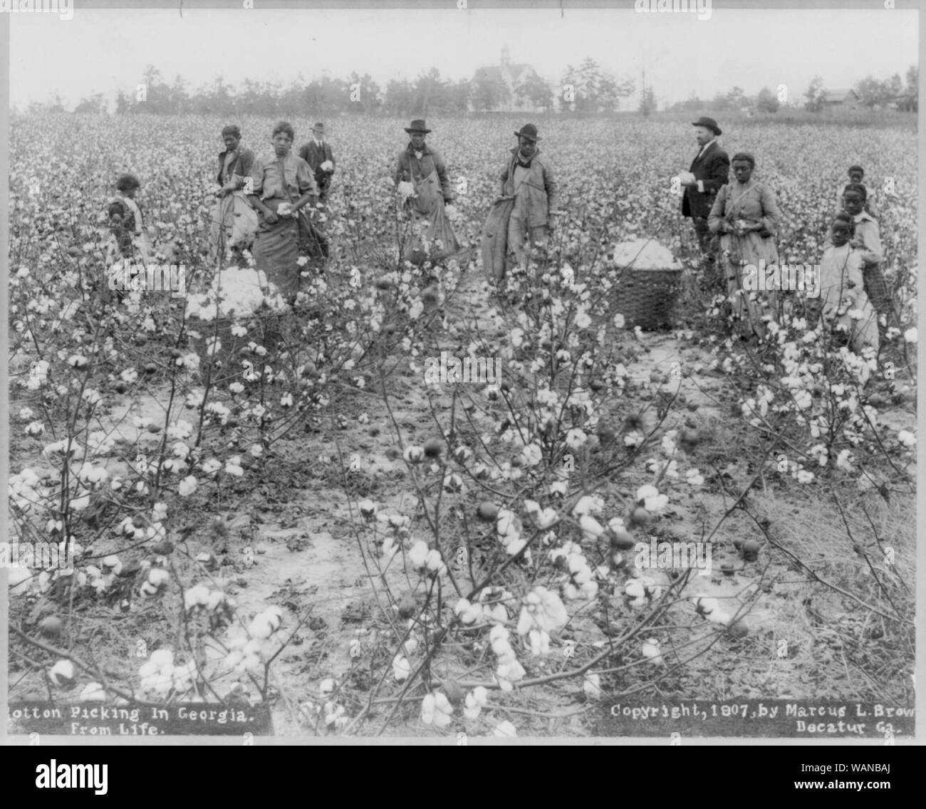Cotton picking Black and White Stock Photos & Images - Alamy