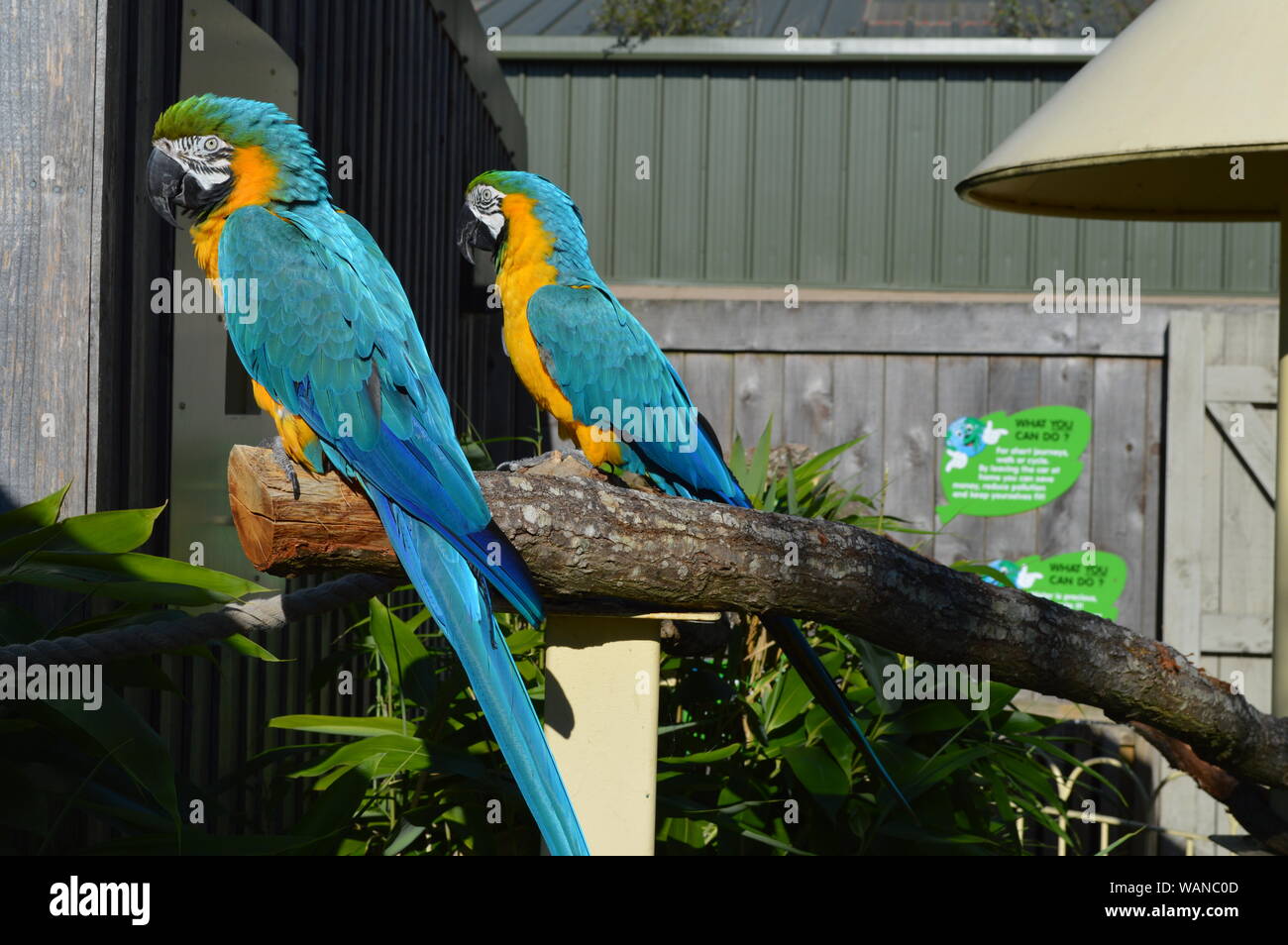 Nice coloured birds hi-res stock photography and images - Alamy
