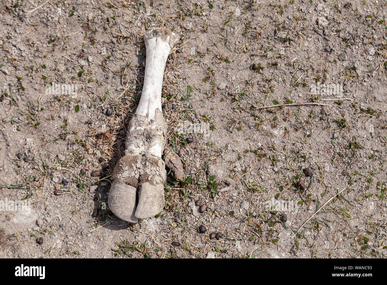 Cow leg bone hi-res stock photography and images - Alamy