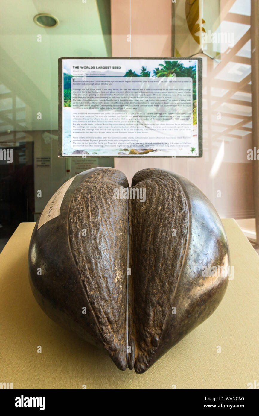 Worlds largest seed hi-res stock photography and images - Alamy