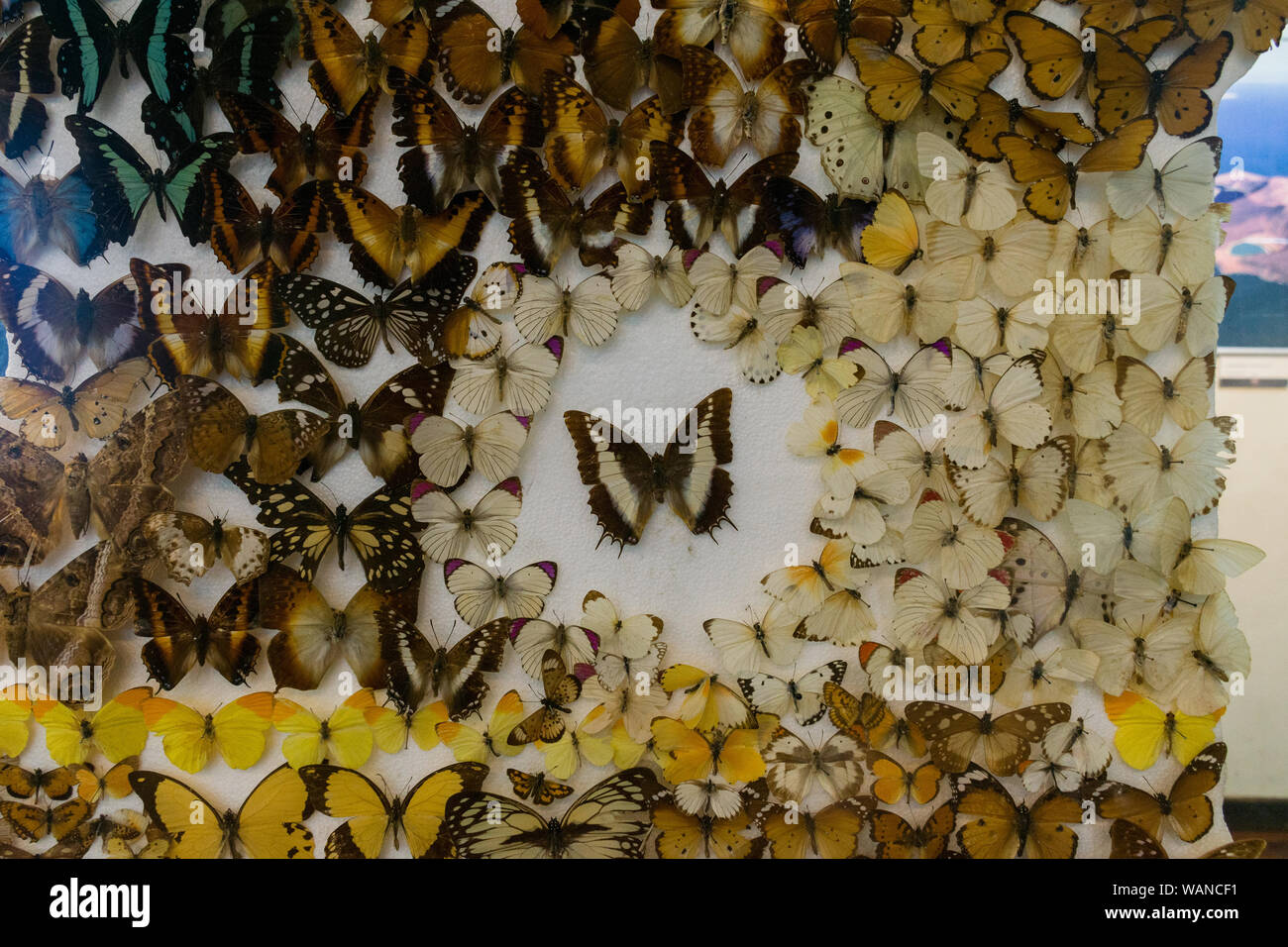 African butterflies hi-res stock photography and images - Alamy