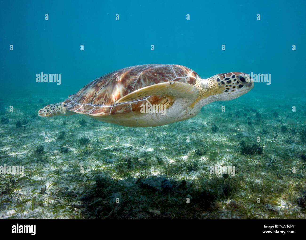 A Green Sea Turtle swims above the sea grasses in Maho Bay, part of ...