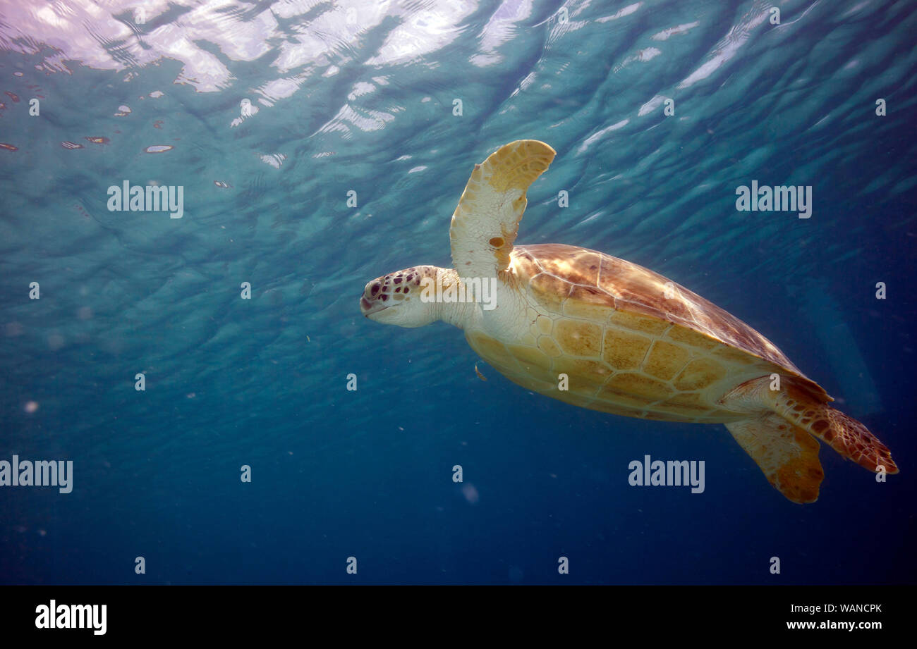 Baby Turtle Swimming Sideways