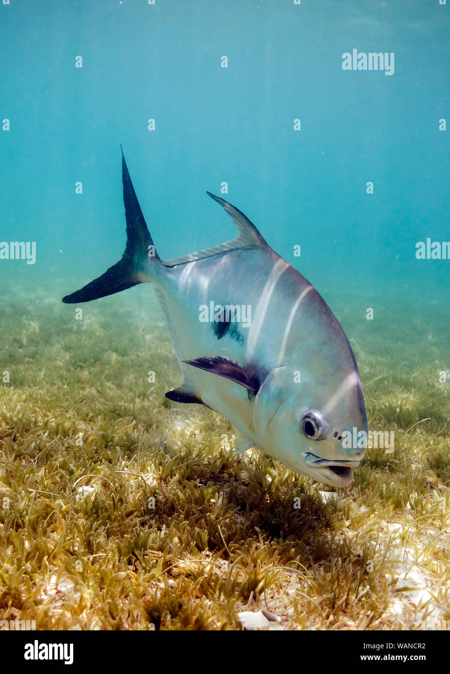 Permit fish hi-res stock photography and images - Alamy