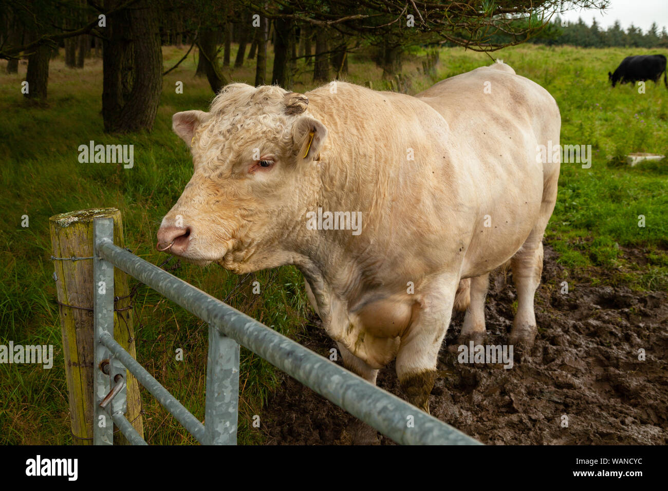 A bull behind a gate on a Scottish Farm Stock Photo - Alamy