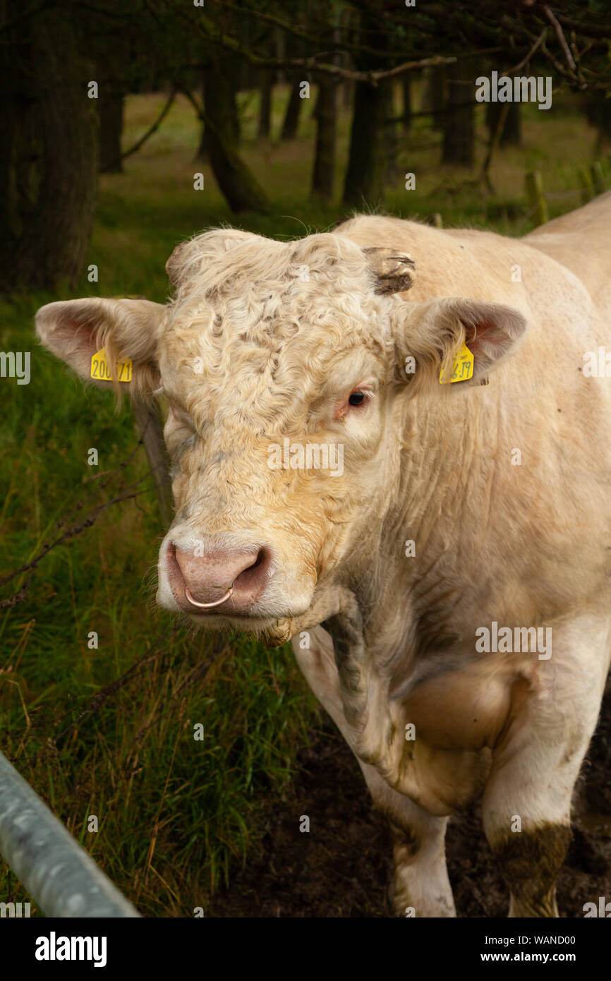 Scottish bull hi-res stock photography and images - Alamy