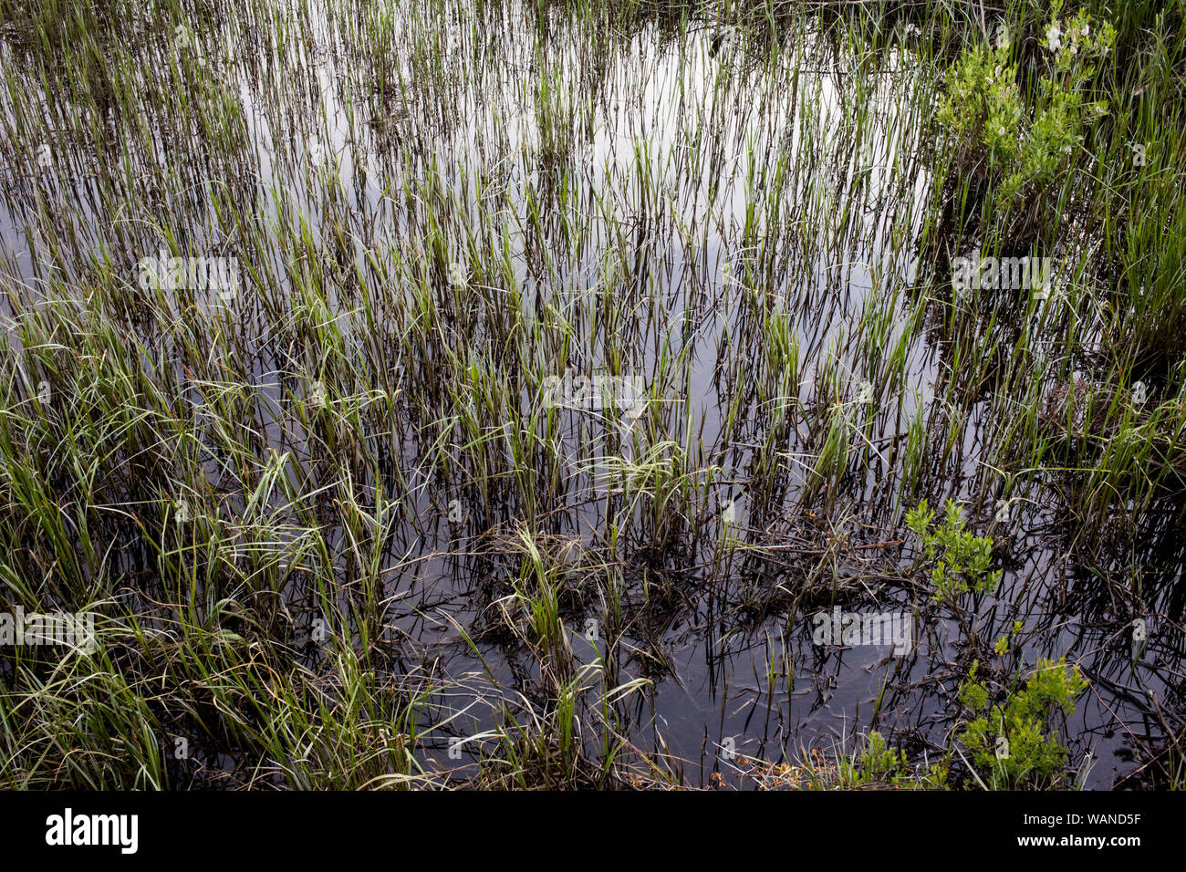 Stanley marsh hi-res stock photography and images - Alamy