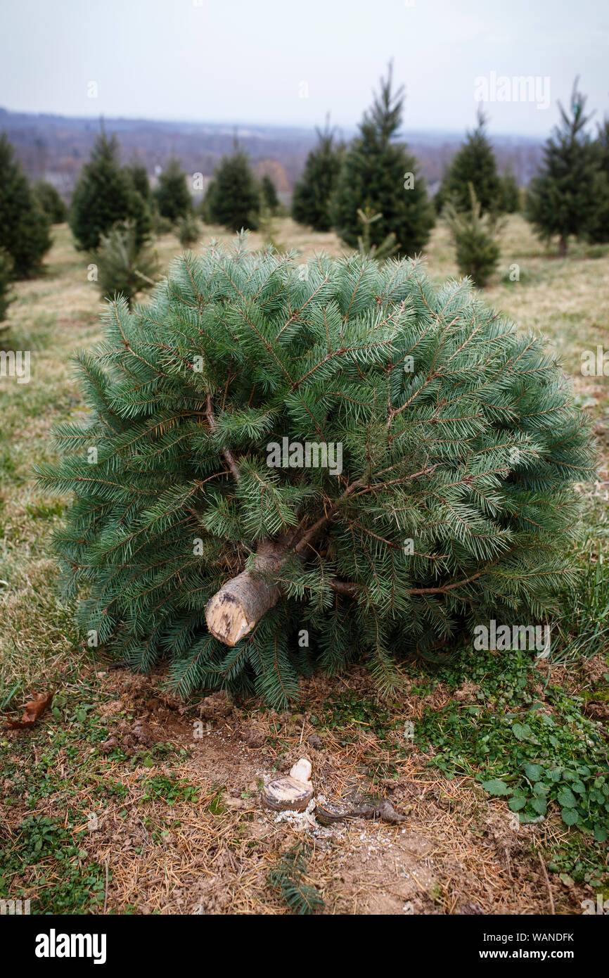 Snickers gap christmas tree farm hi-res stock photography and images ...